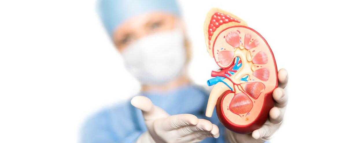 Dia Mundial do Rim: teste seus conhecimentos sobre esse importante ...